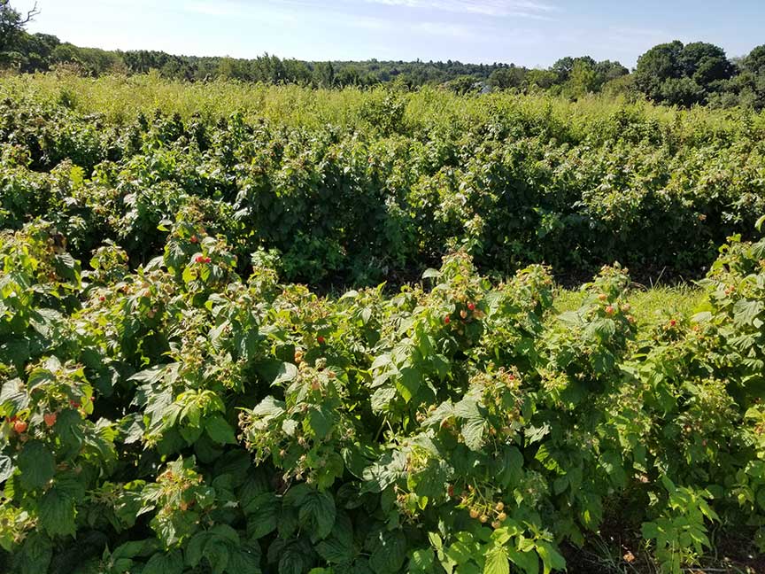 Farm Adventures - Meals by Mayari